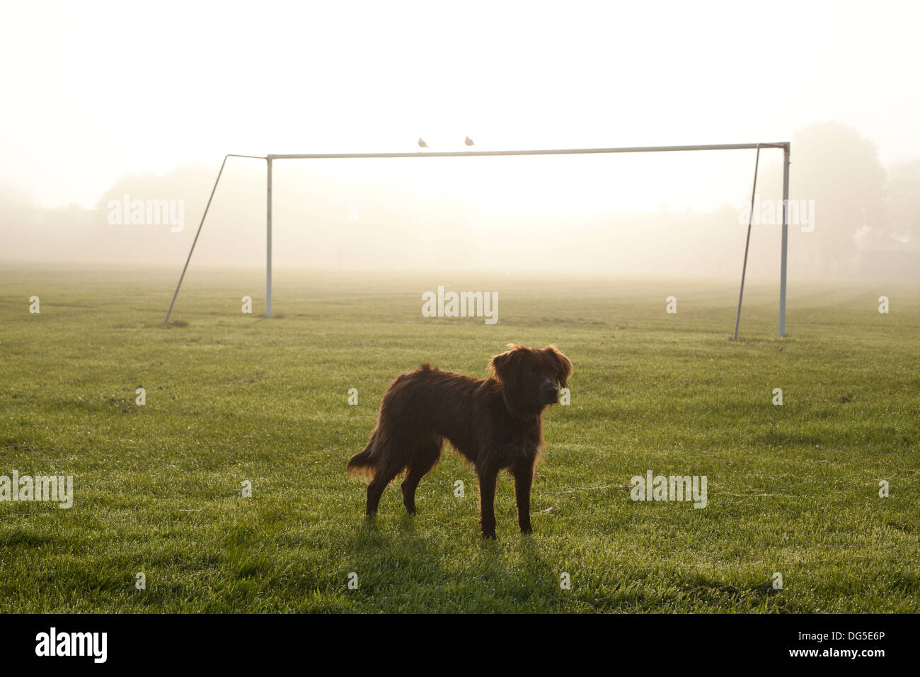A dog on a walk in a football field in Exeter in the UK Stock Photo - Alamy