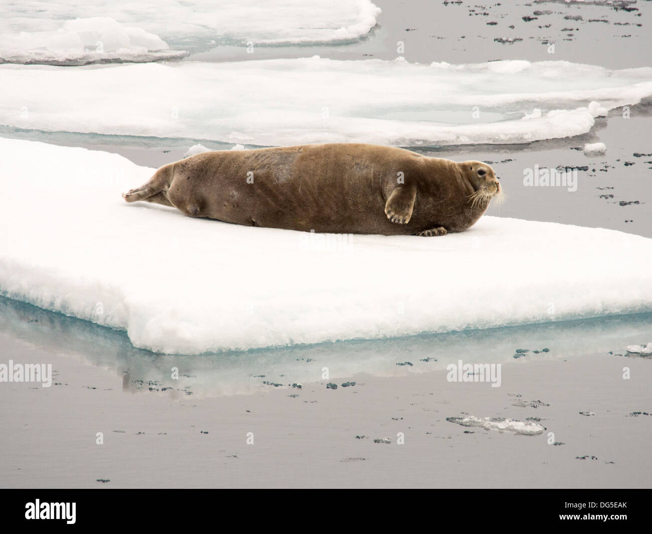 Bearded seals hi-res stock photography and images - Alamy