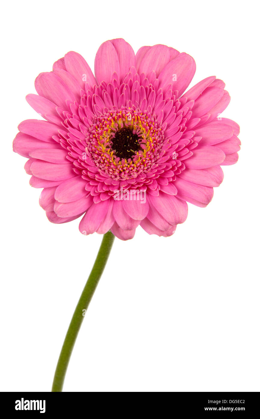 Gerbera stem hi-res stock photography and images - Alamy