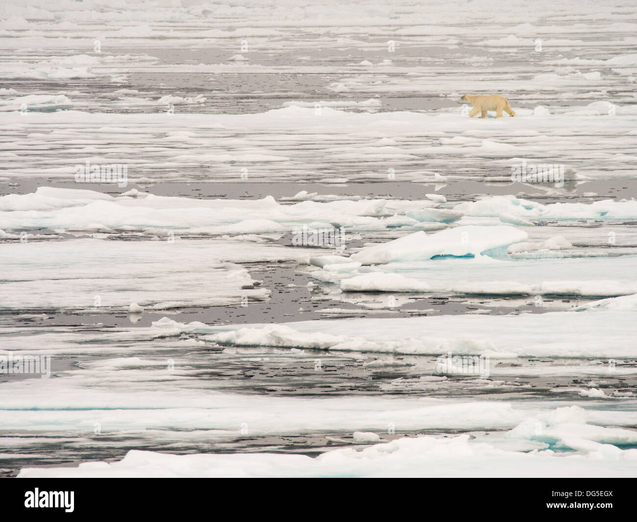 A Polar Bear hunting seals on rotten sea ice off the north coast of ...