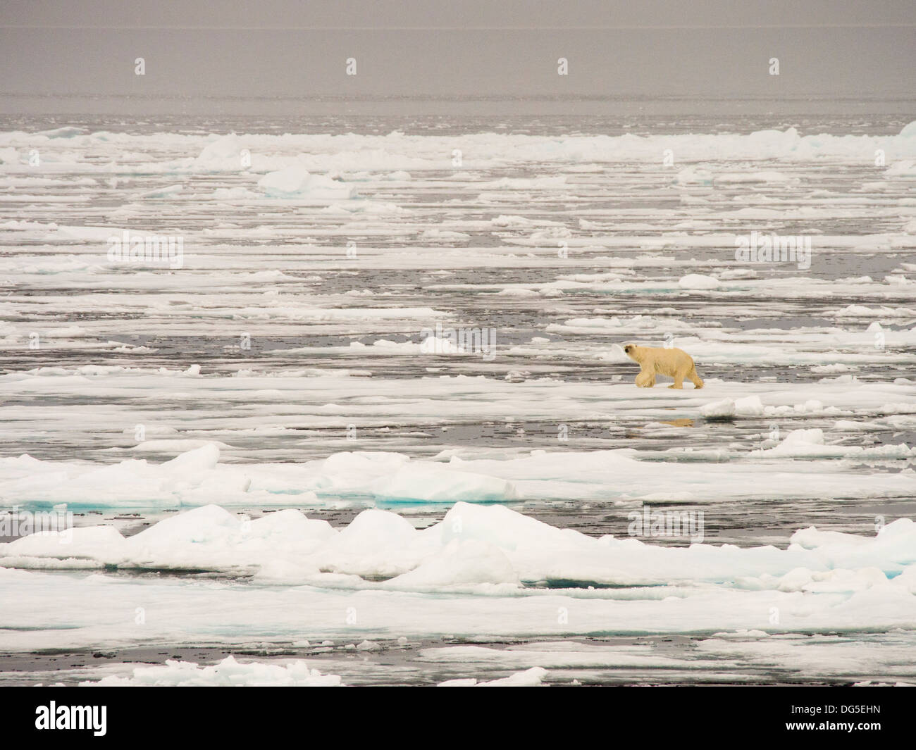 A Polar Bear hunting seals on rotten sea ice off the north coast of ...