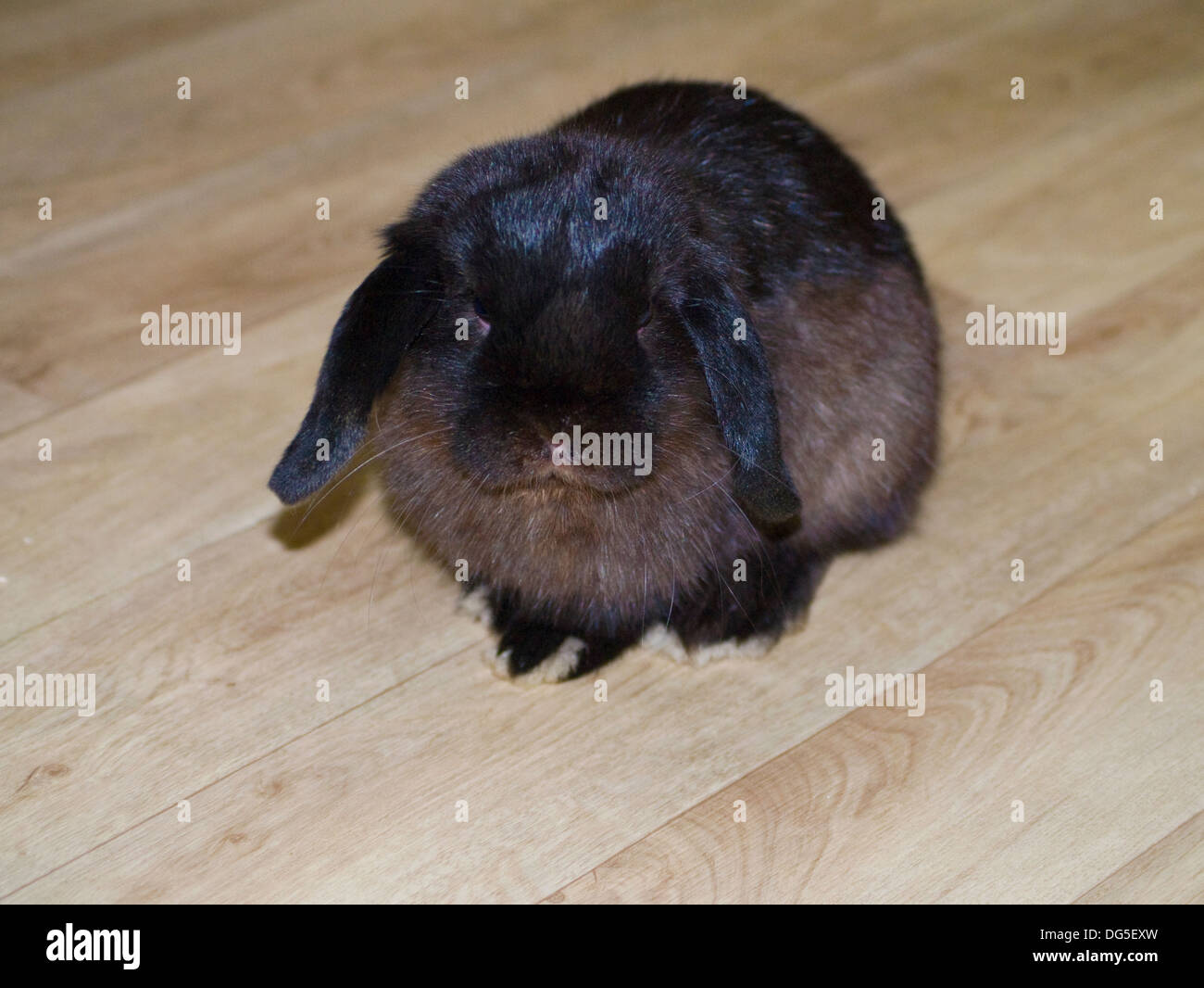 Mini lop hi-res stock photography and images - Alamy