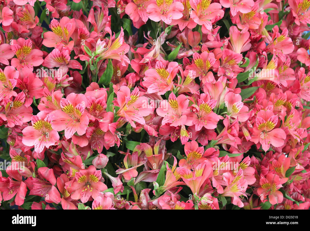 Beautiful Pink Flowers Bunch Stock Photo - Alamy