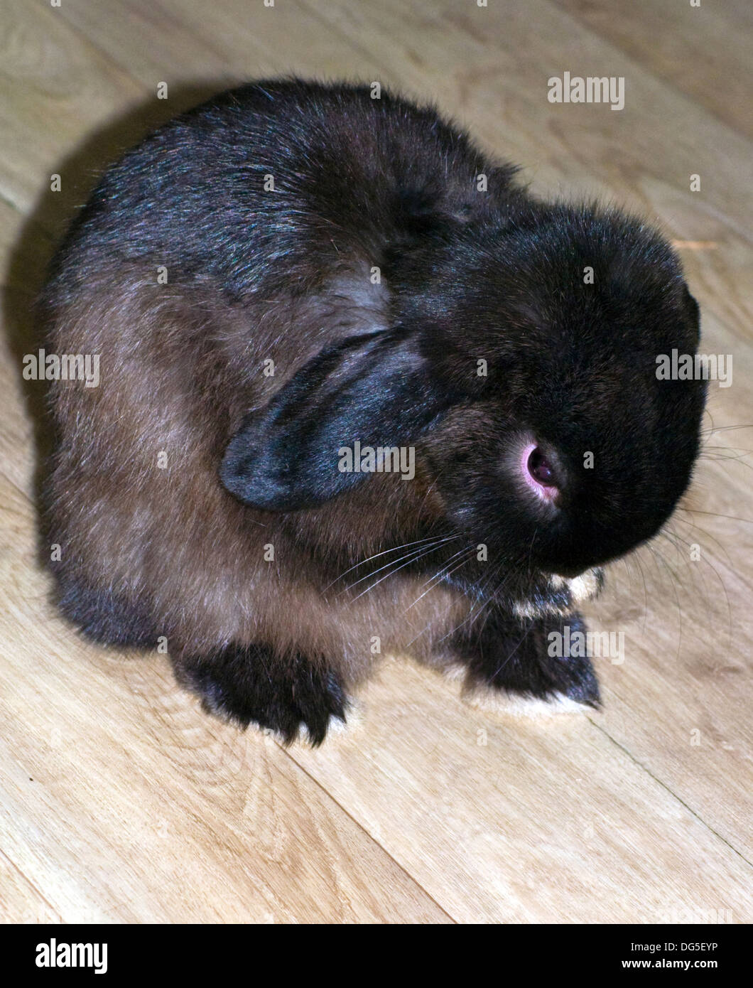 Male Rabbit Stock Photos & Male Rabbit Stock Images - Alamy