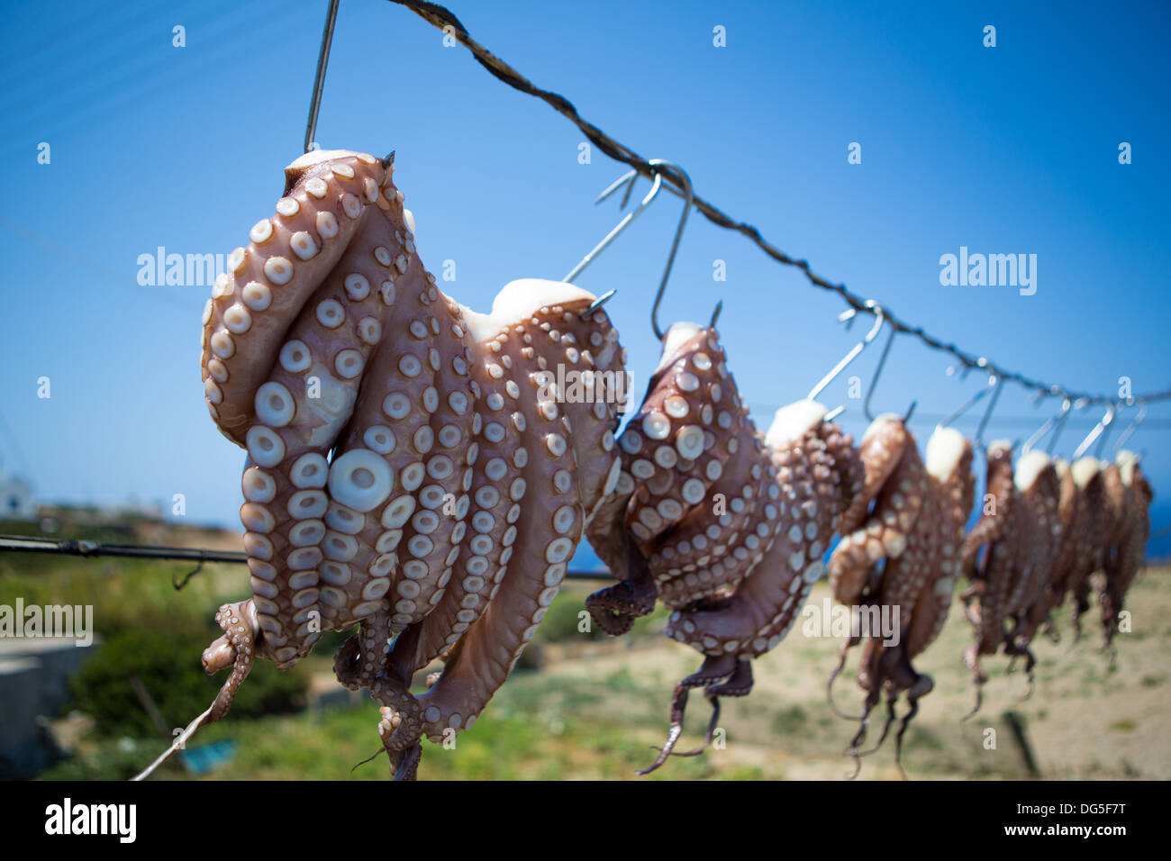 Octopus tentacles drying in the sun outside of seaside Greek restaurant ...