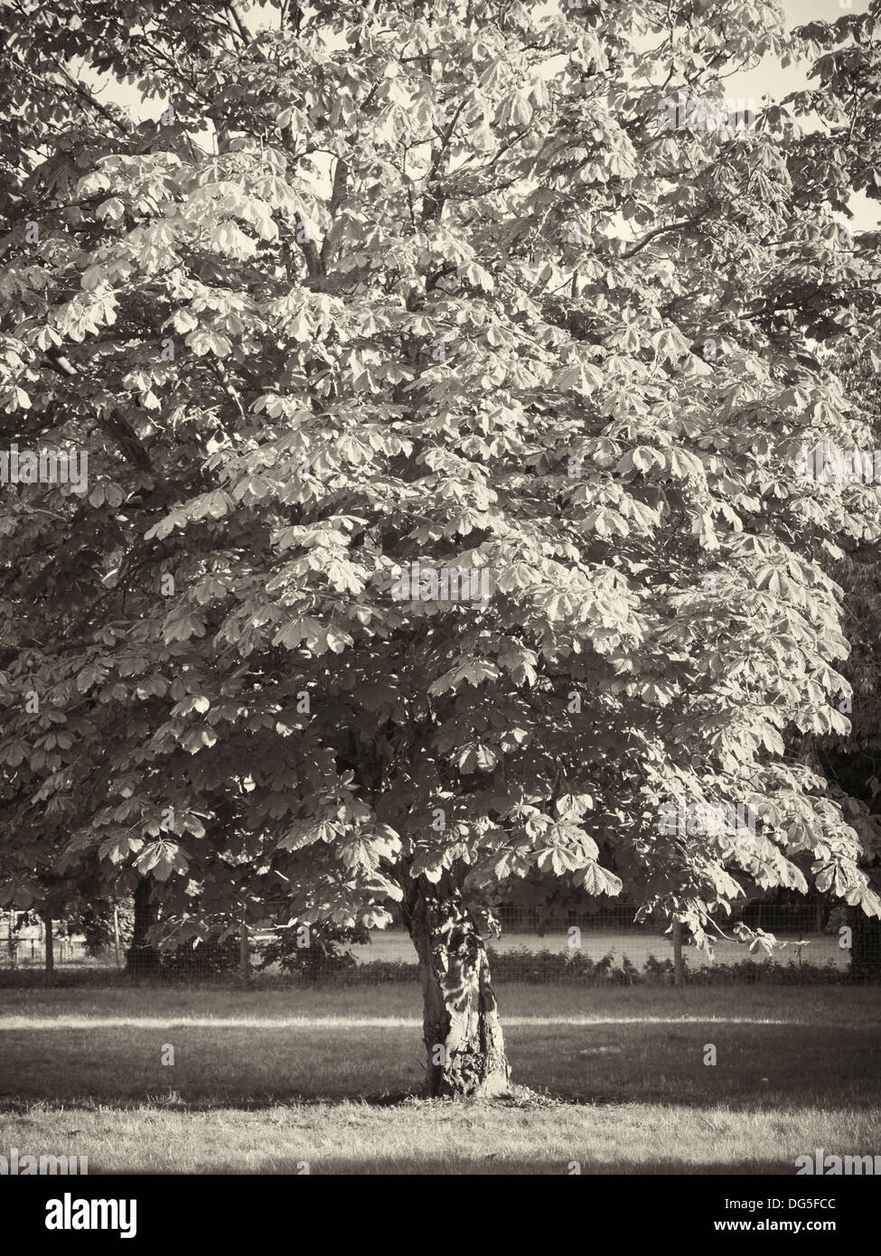 Cotswolds countryside at Ewen Glocestershire, England Stock Photo - Alamy