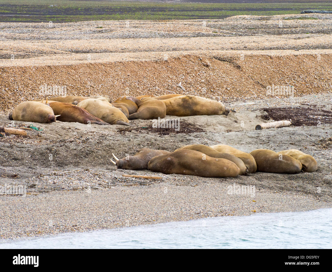 Walrus (Odobenus rosmarus) off a beach in northern Svalbard, once ...