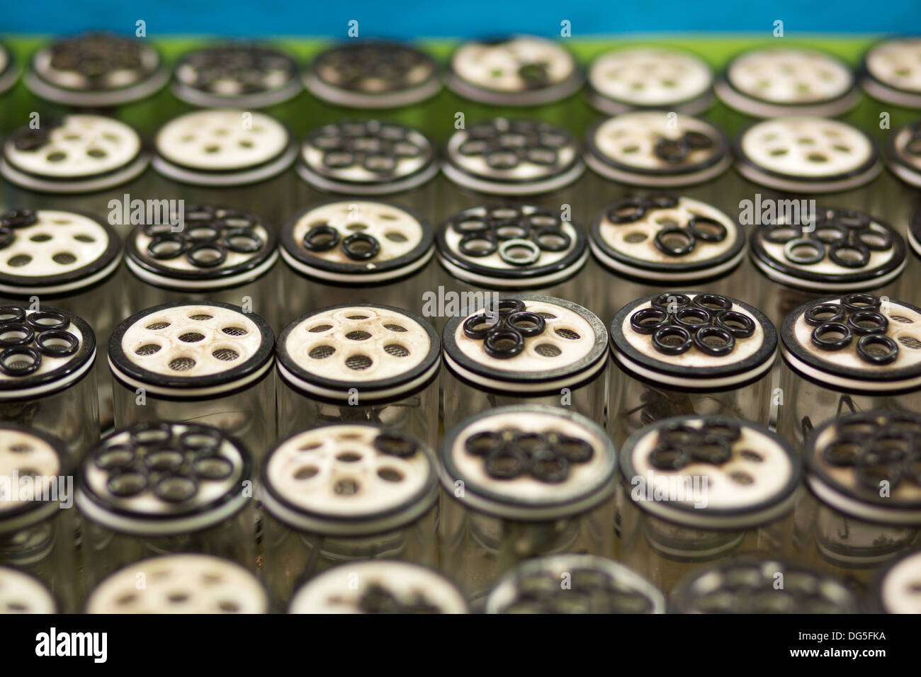 Birds of china hi-res stock photography and images - Alamy