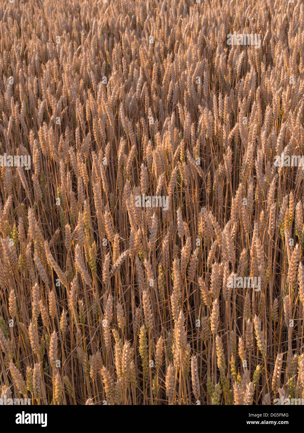 field of ripe golden wheat ready to harvest Stock Photo - Alamy