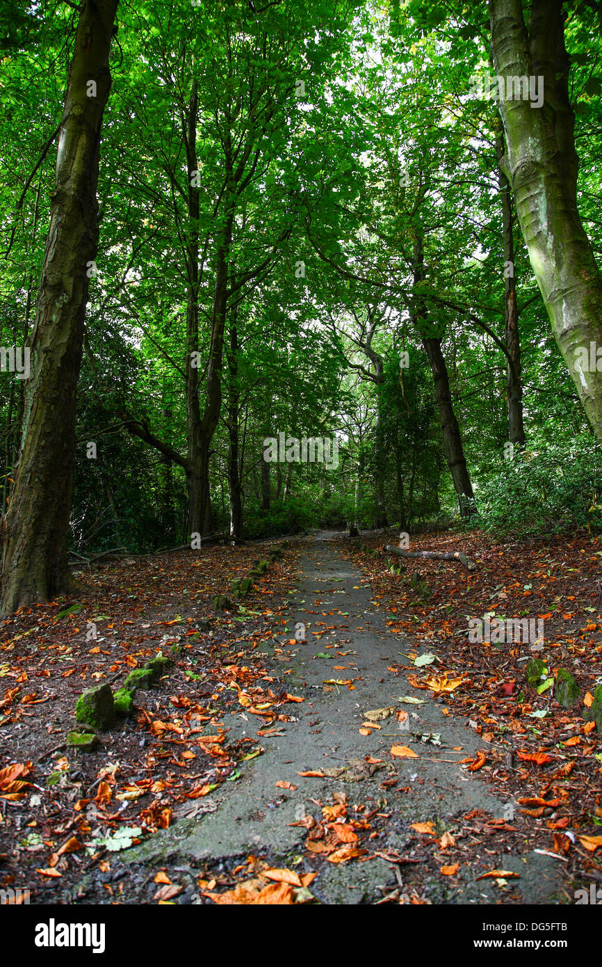 Pathway of leaves hi-res stock photography and images - Alamy