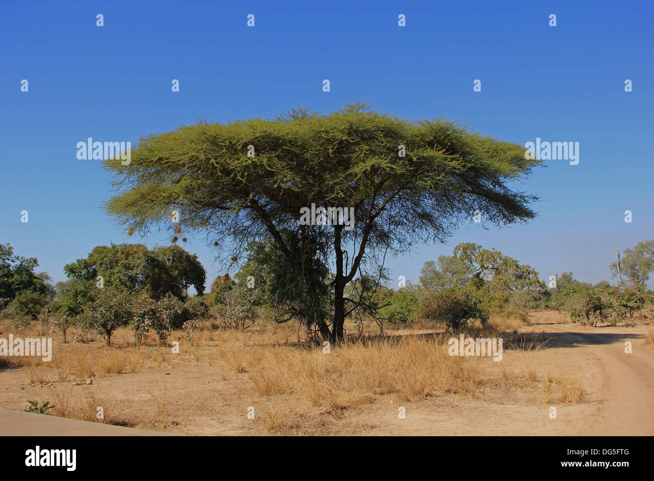 Acacia tree Zambia Stock Photo - Alamy