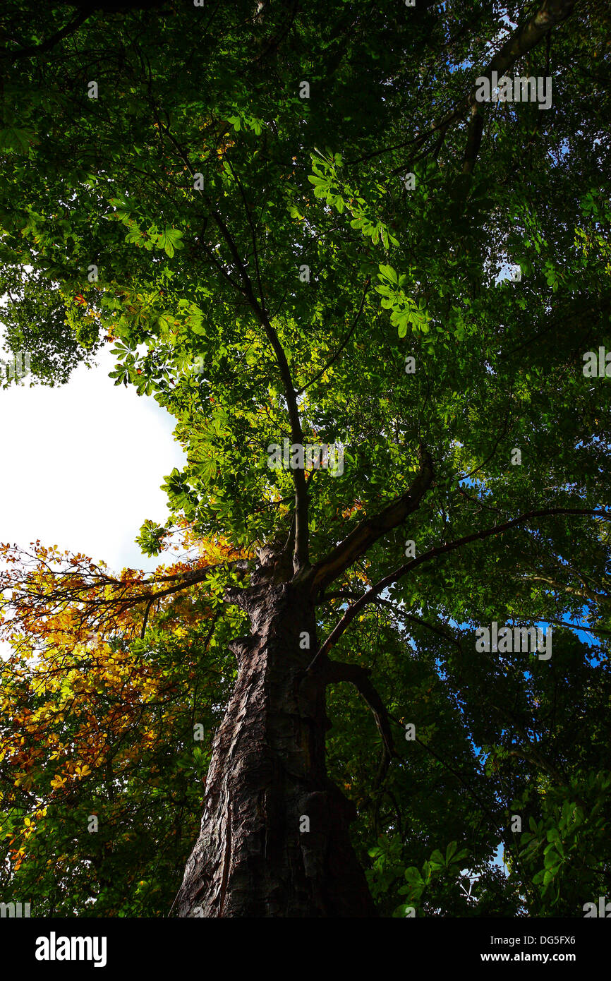 Canopy woodland tree abstract hi-res stock photography and images - Alamy