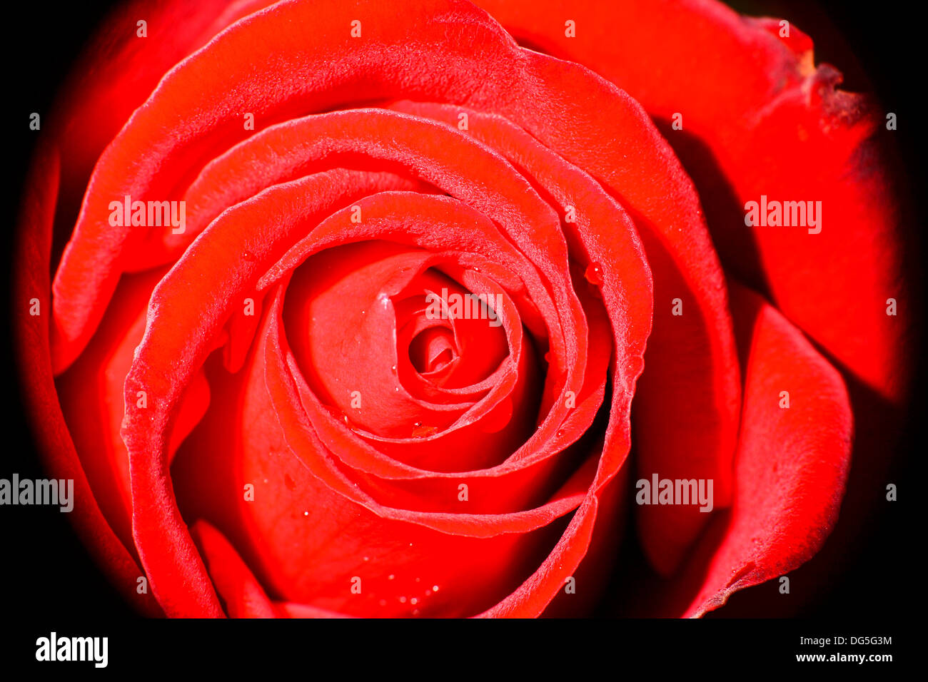 Close up of a red rose Stock Photo - Alamy