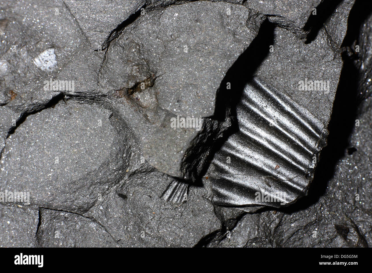 Close up of fossils in the rocks Stock Photo - Alamy