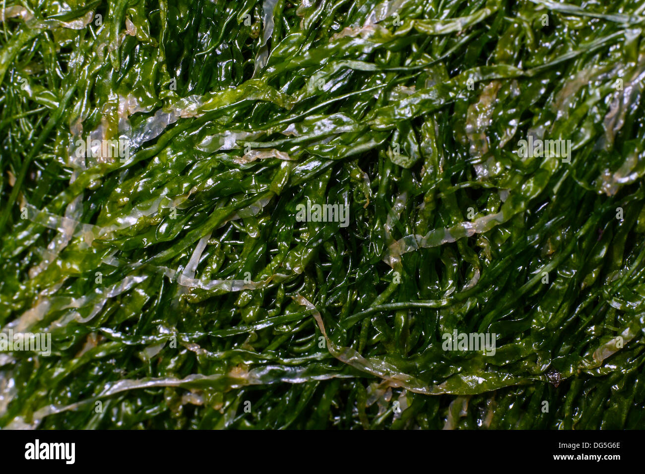 Close up of seaweed Stock Photo - Alamy