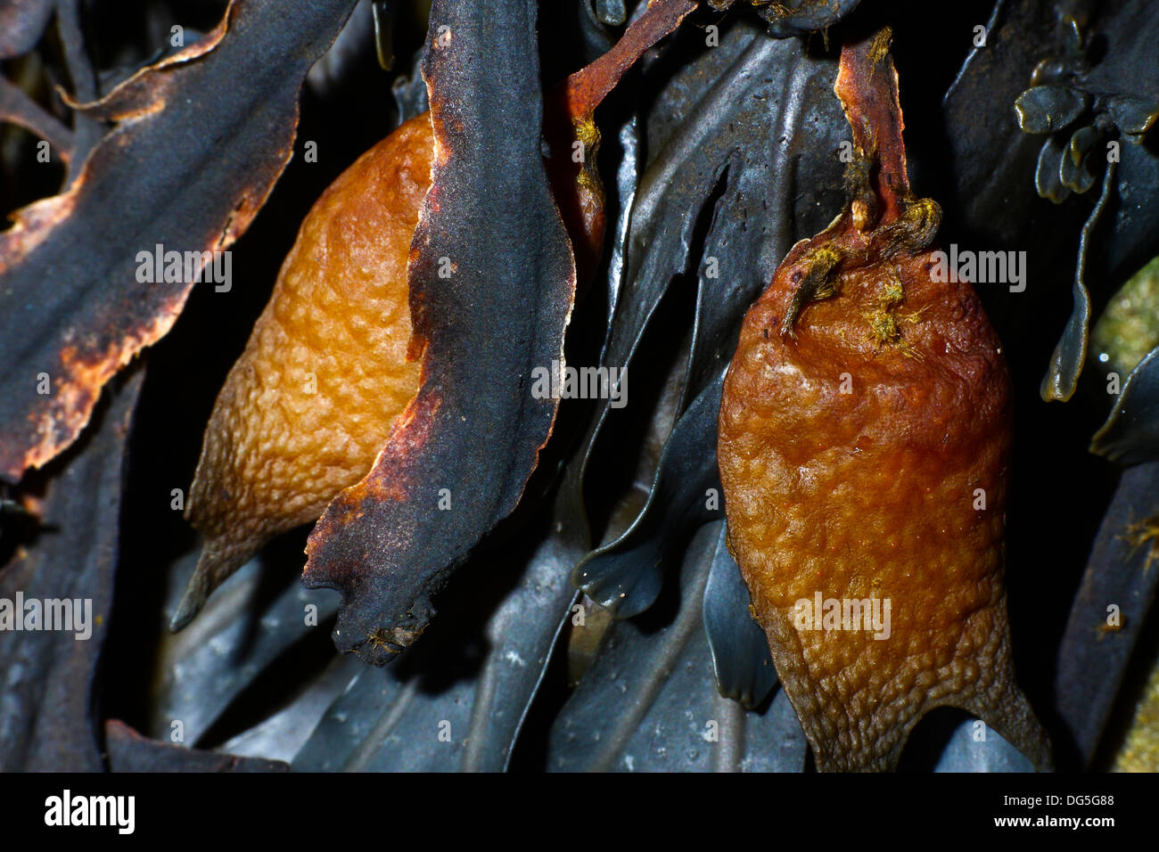 Seaweed greens hi-res stock photography and images - Alamy