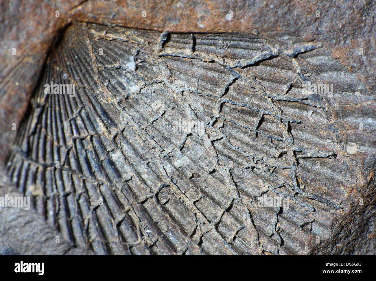 Fossil impression shell hi-res stock photography and images - Alamy