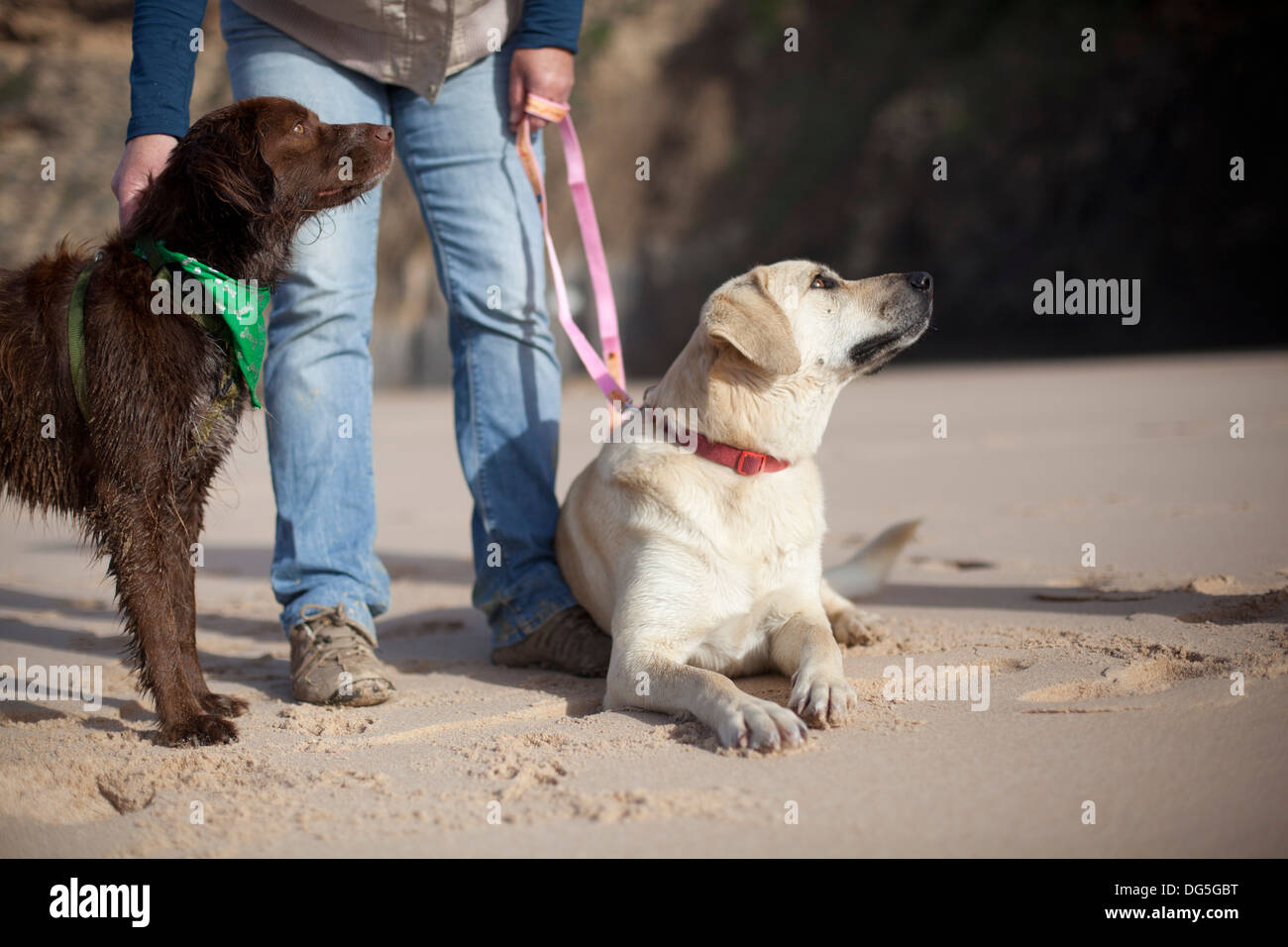 pet dogs on a walk on the beach Stock Photo - Alamy