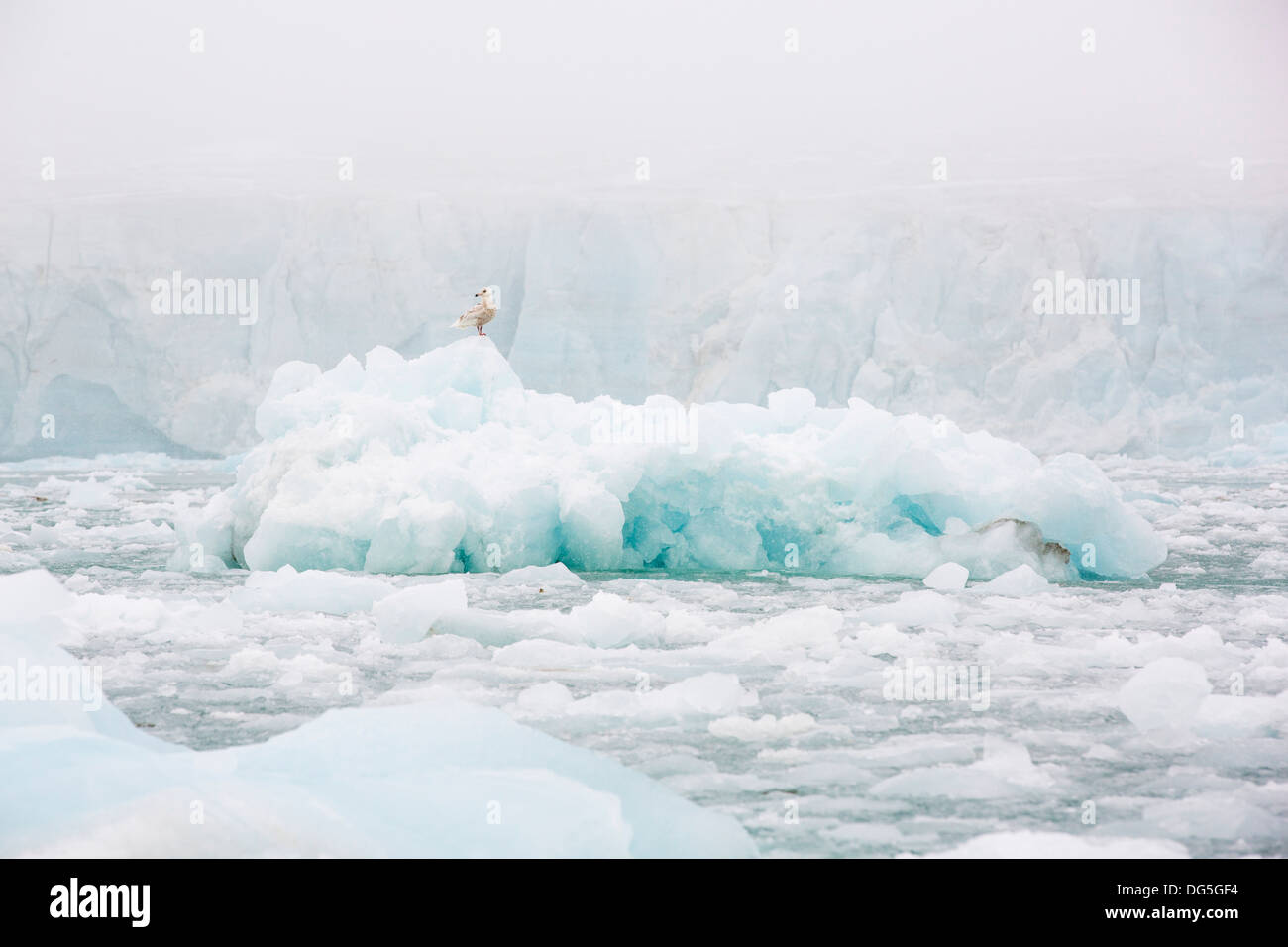 A Glaucous Gull (Larus hyperboreus) sat on an iceberg in the high ...