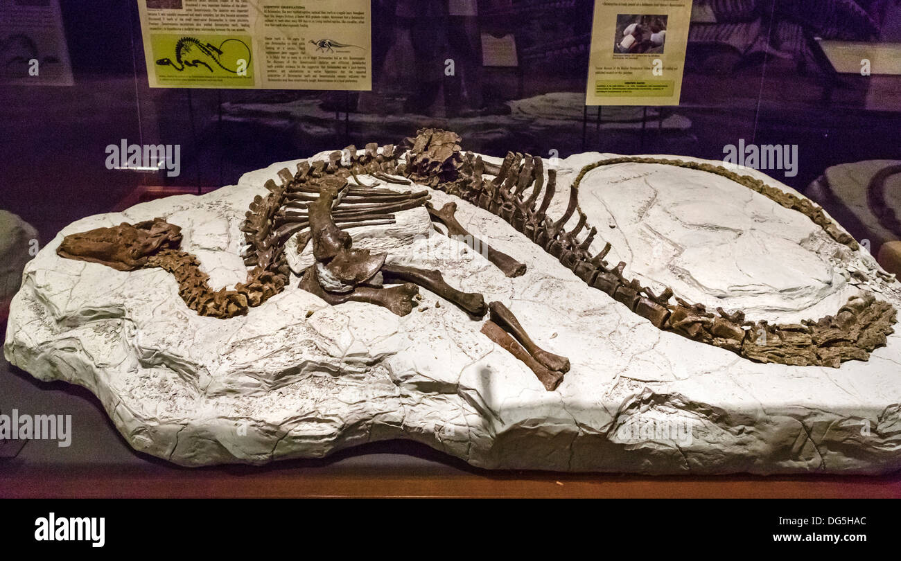 Tenontosaurus skeleton in the Museum of the Rockies, Bozeman, Montana ...