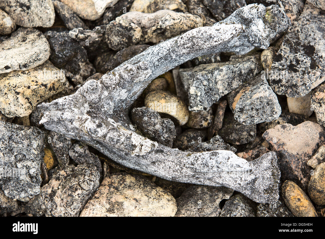Ancient Walrus jaw bone on a raised beach at Vibebukta 79°22’n 22°36’e ...