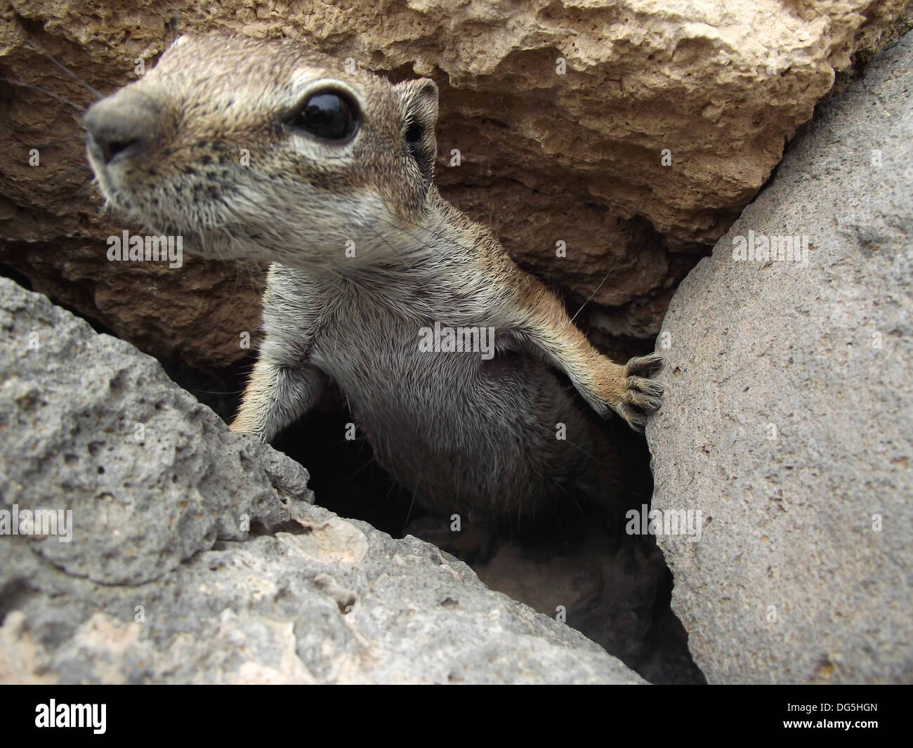 Chipmunk hiding in its hole. Looking for Food Stock Photo - Alamy