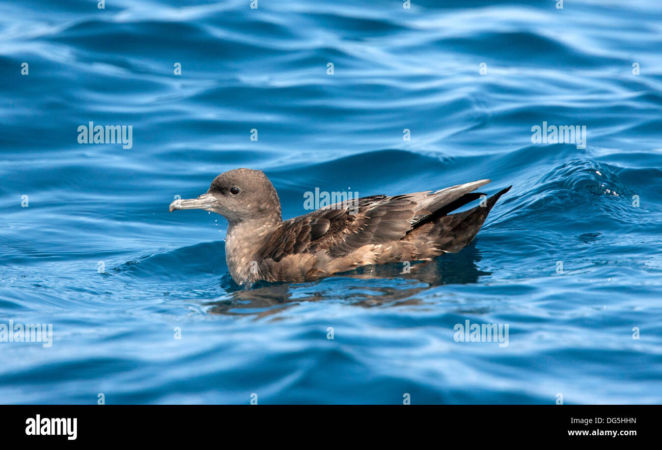 Sooty Shearwater Puffinus griseus San Diego, California, United States ...