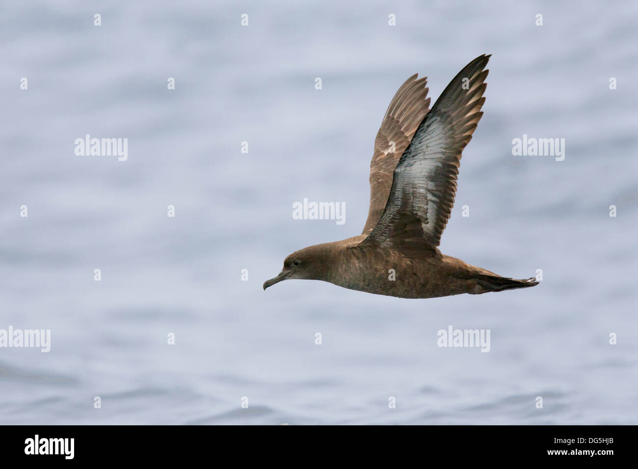 11 procellariidae hi-res stock photography and images - Alamy