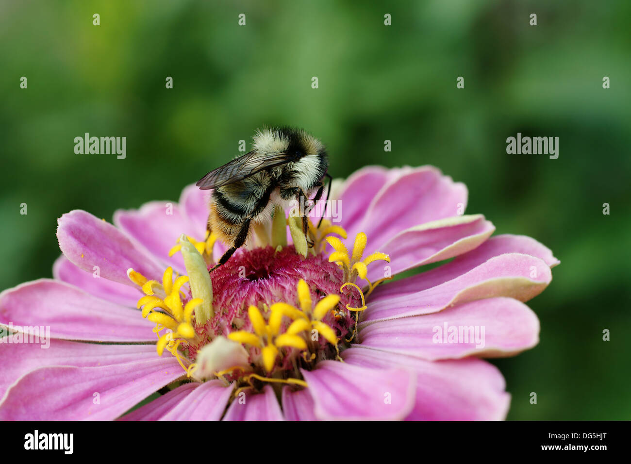 Bumblebee and flower Stock Photo - Alamy