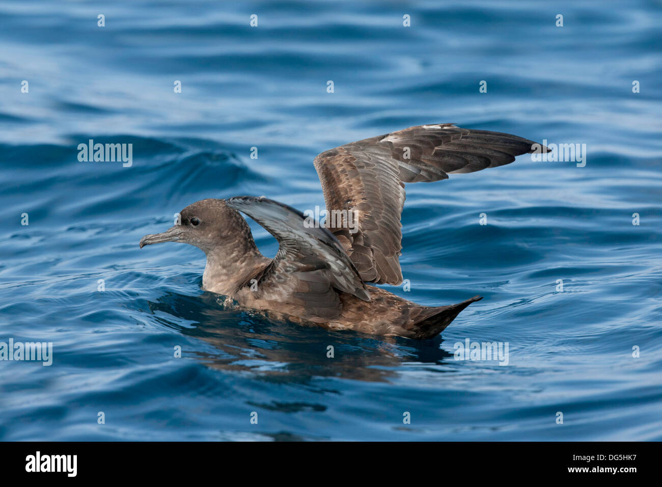 Sooty Shearwater Puffinus griseus San Diego, California, United States ...