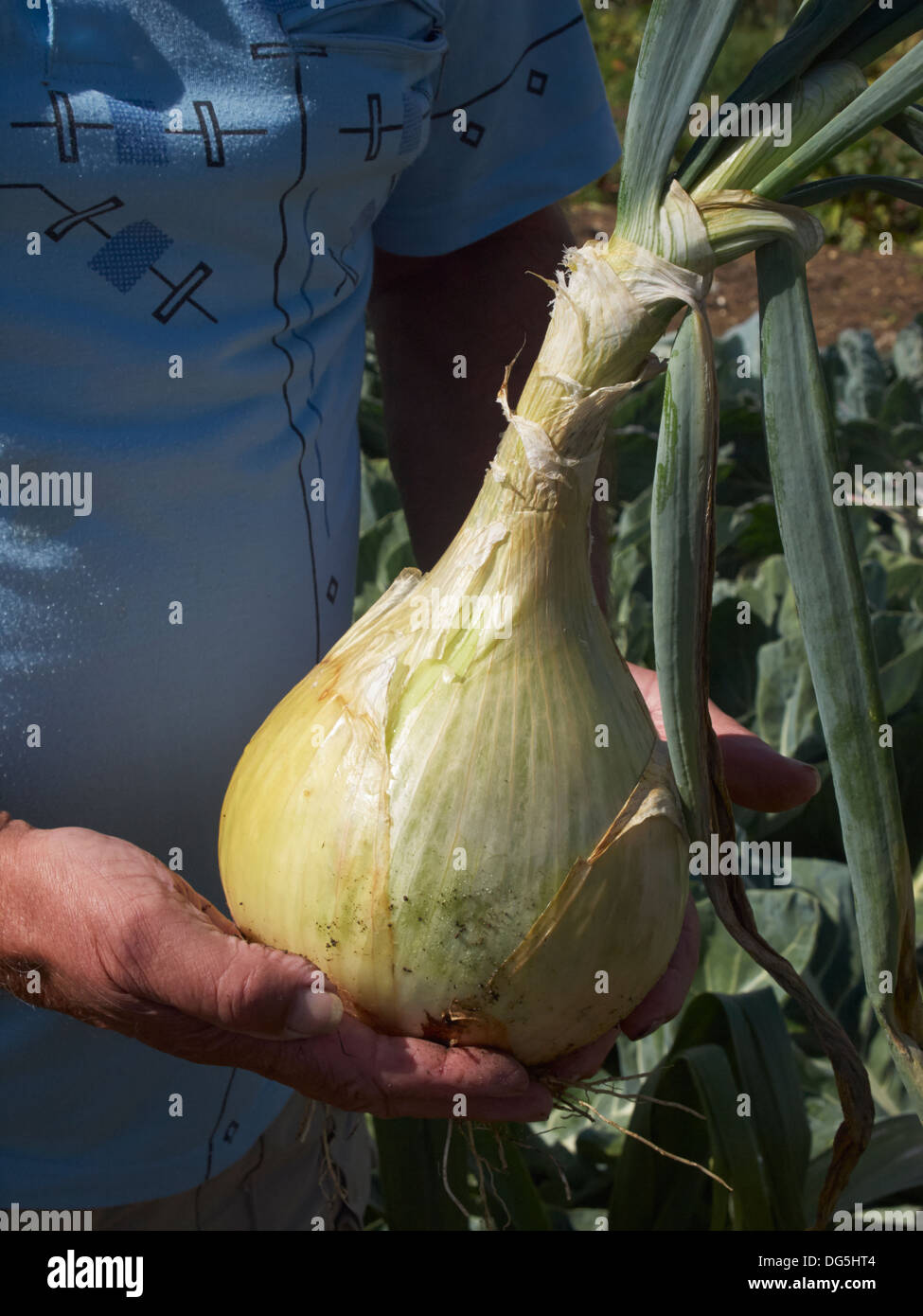 Giant onions hi-res stock photography and images - Alamy