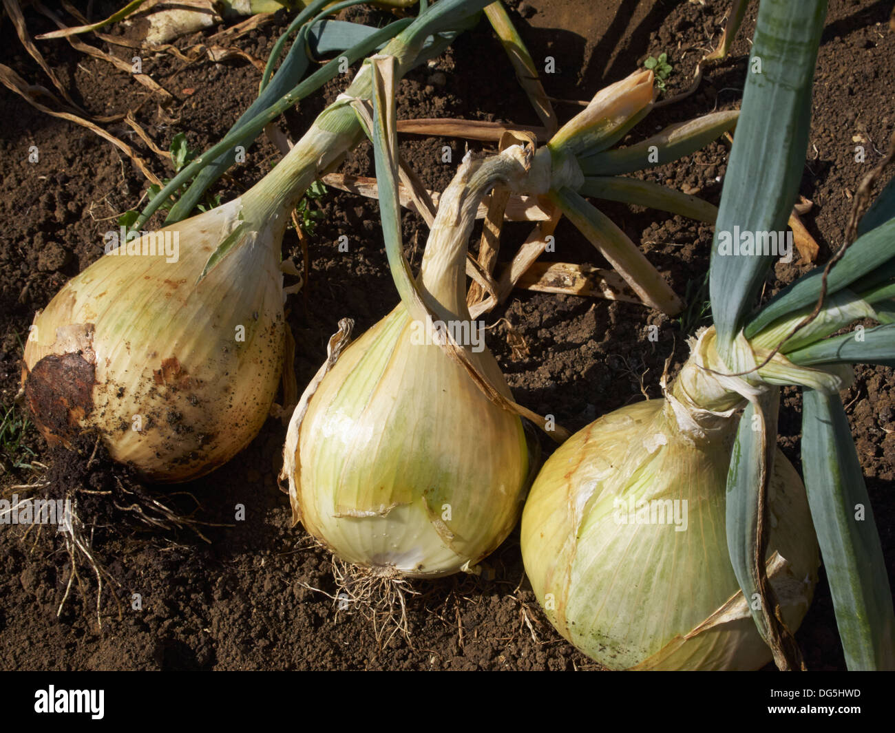 Giant onions hi-res stock photography and images - Alamy