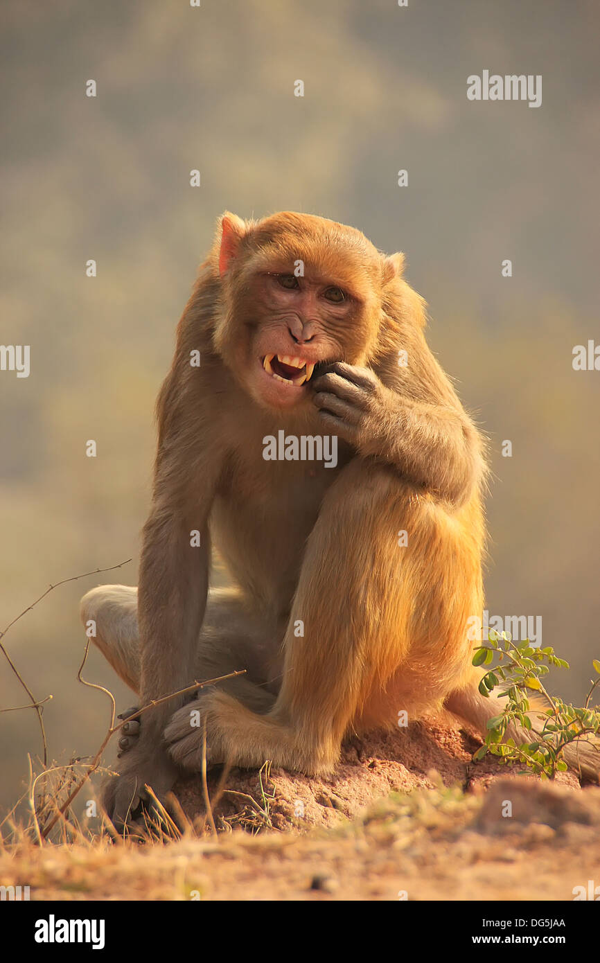 Rhesus Macaque sitting at Tughlaqabad Fort, New Delhi, India Stock ...