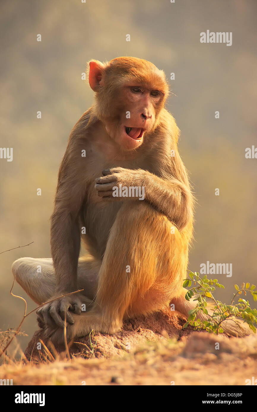 Rhesus Macaque sitting at Tughlaqabad Fort, New Delhi, India Stock ...