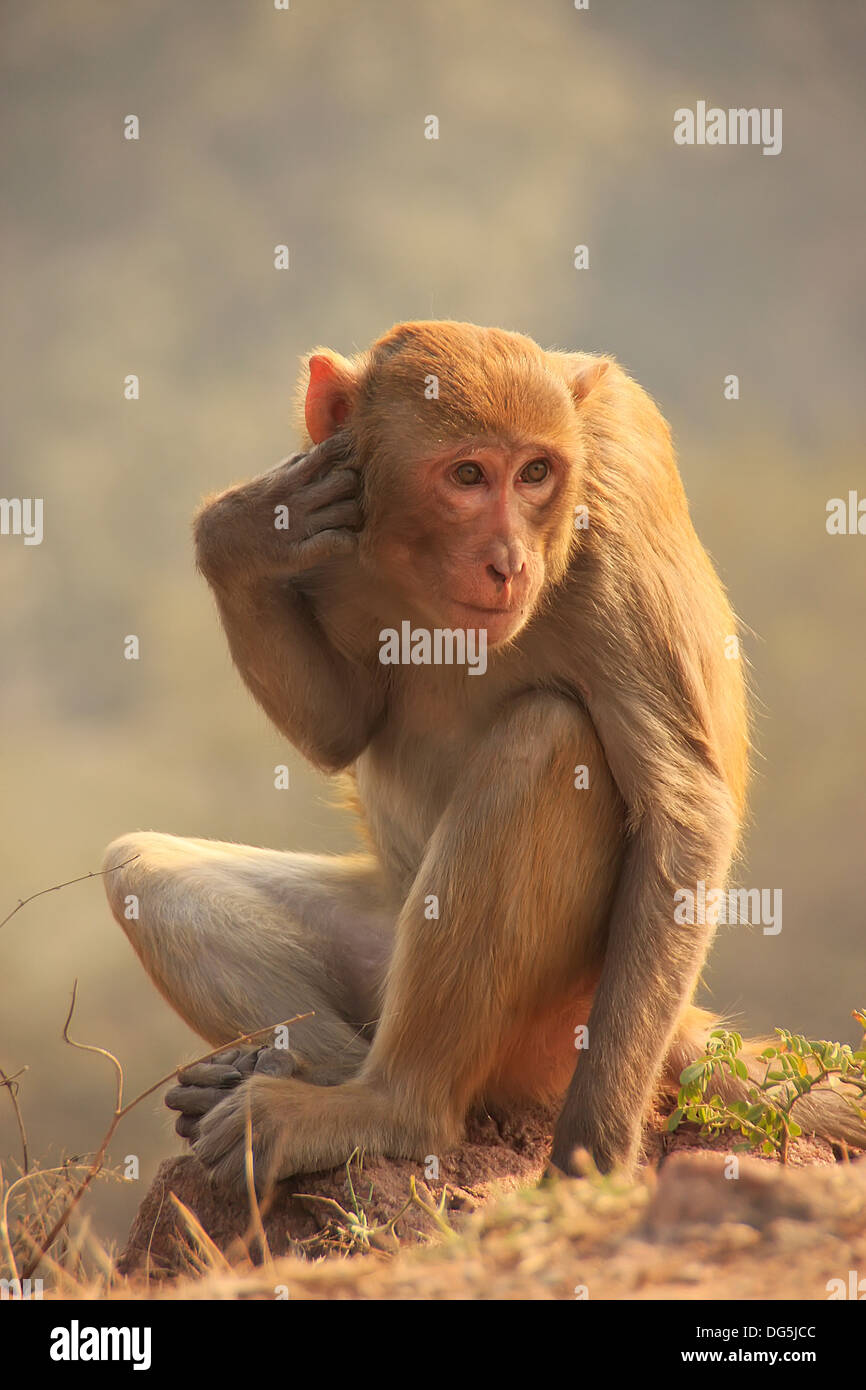 Rhesus Macaque sitting at Tughlaqabad Fort, New Delhi, India Stock ...