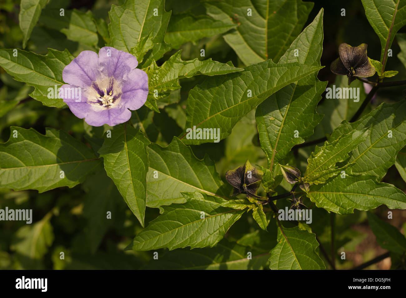 Nicandra physaloides indigo blue stunning flowers standing out from ...