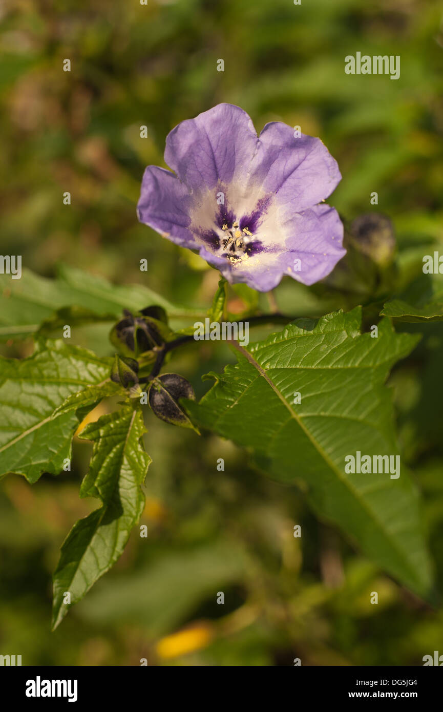 Physaloides hi-res stock photography and images - Alamy
