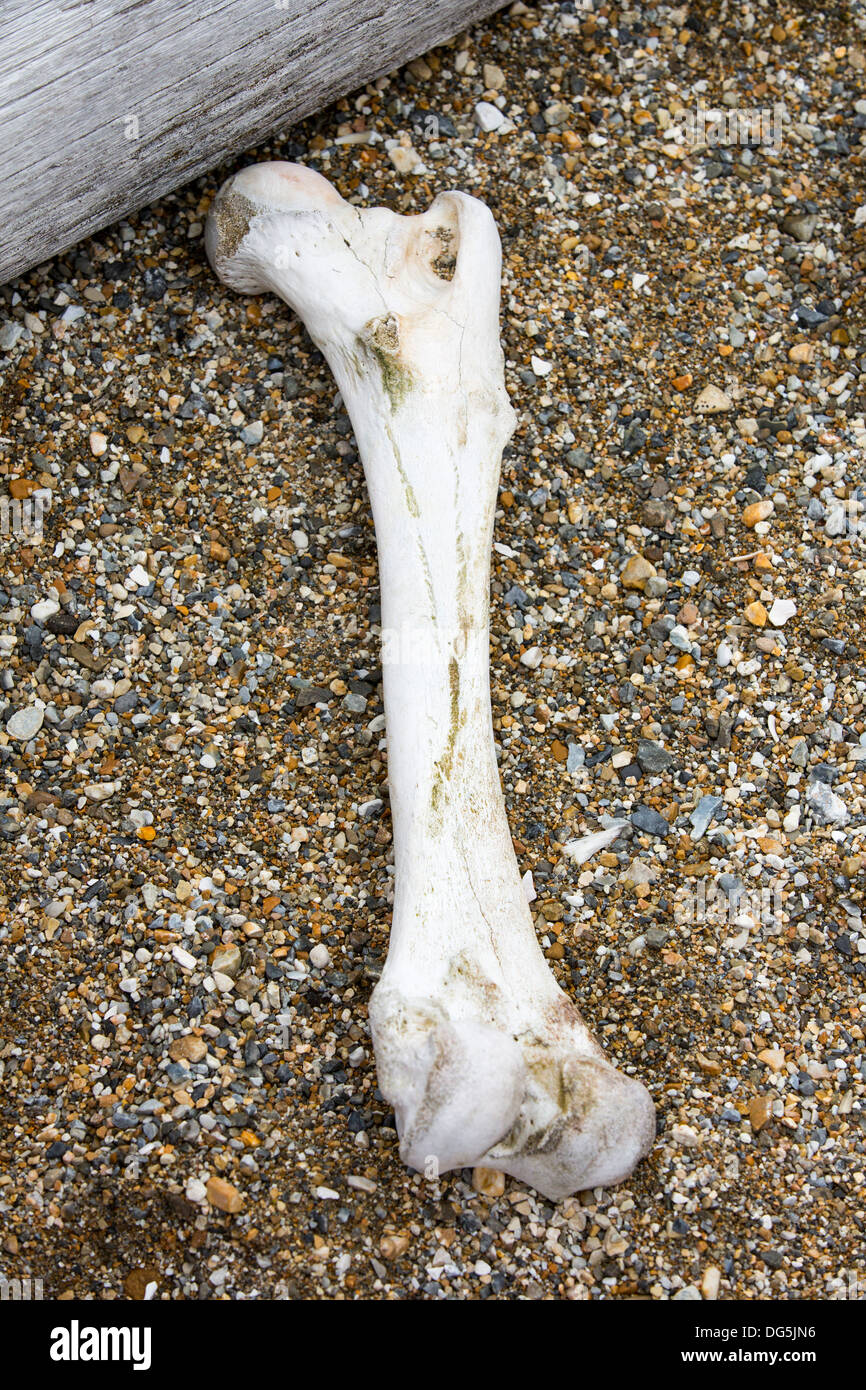 Femur Stock Photos & Femur Stock Images - Alamy