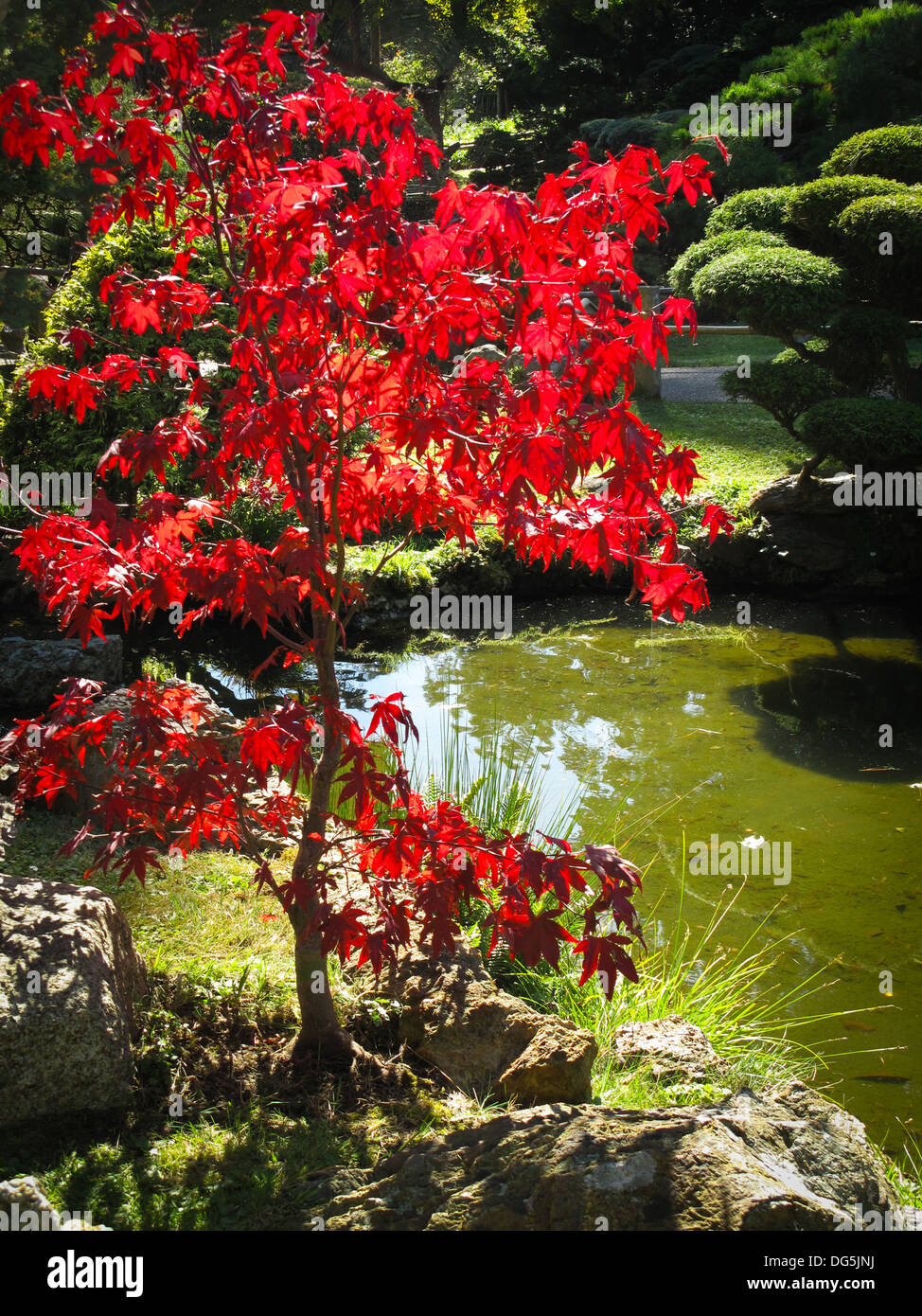 Japanese Acer tree lit from behind and at the side of an ornamental ...