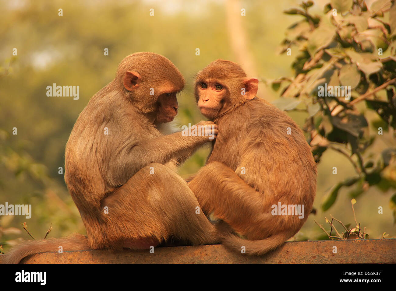 Rhesus Macaques grooming each other, New Delhi, India Stock Photo - Alamy