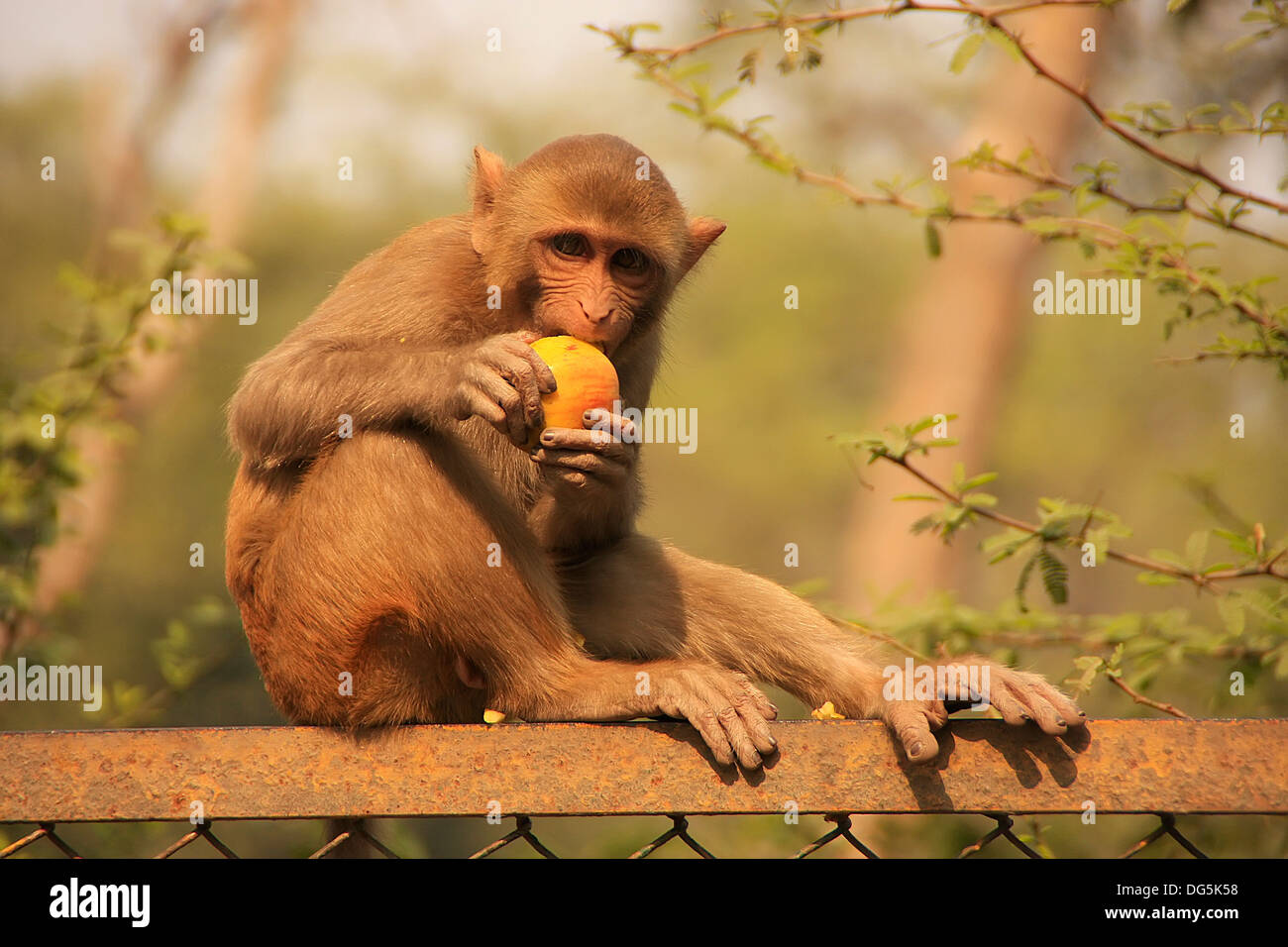 Rhesus Macaque eating an apple, New Delhi, India Stock Photo - Alamy