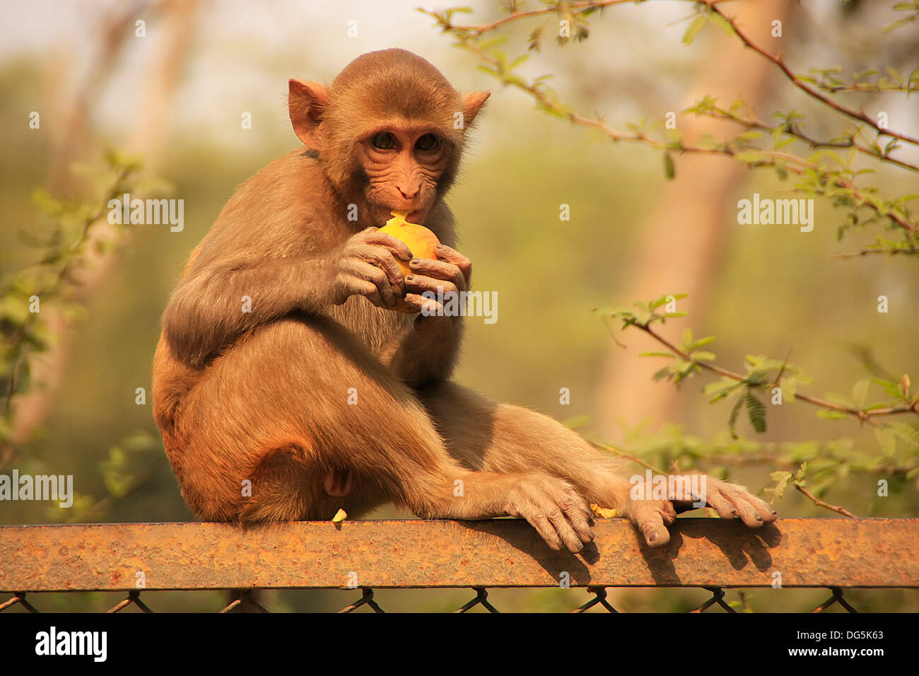 Rhesus Macaque eating an apple, New Delhi, India Stock Photo - Alamy