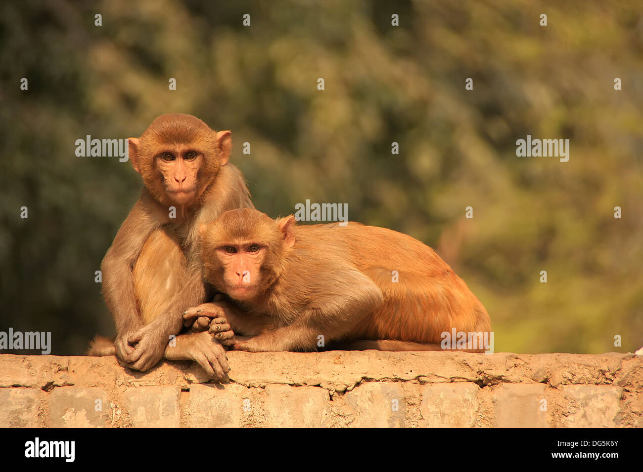 Rhesus Macaques sitting on a fence, New Delhi, India Stock Photo - Alamy