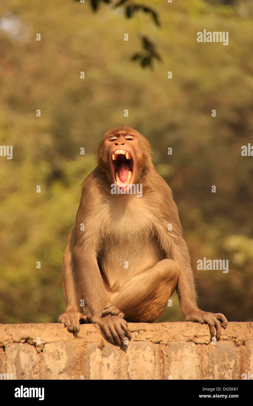 Macaque yawning hi-res stock photography and images - Alamy