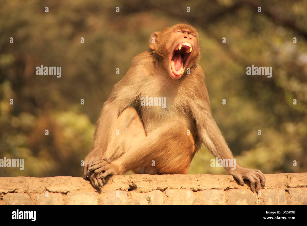 India Cityscape Wildlife High Resolution Stock Photography and Images ...