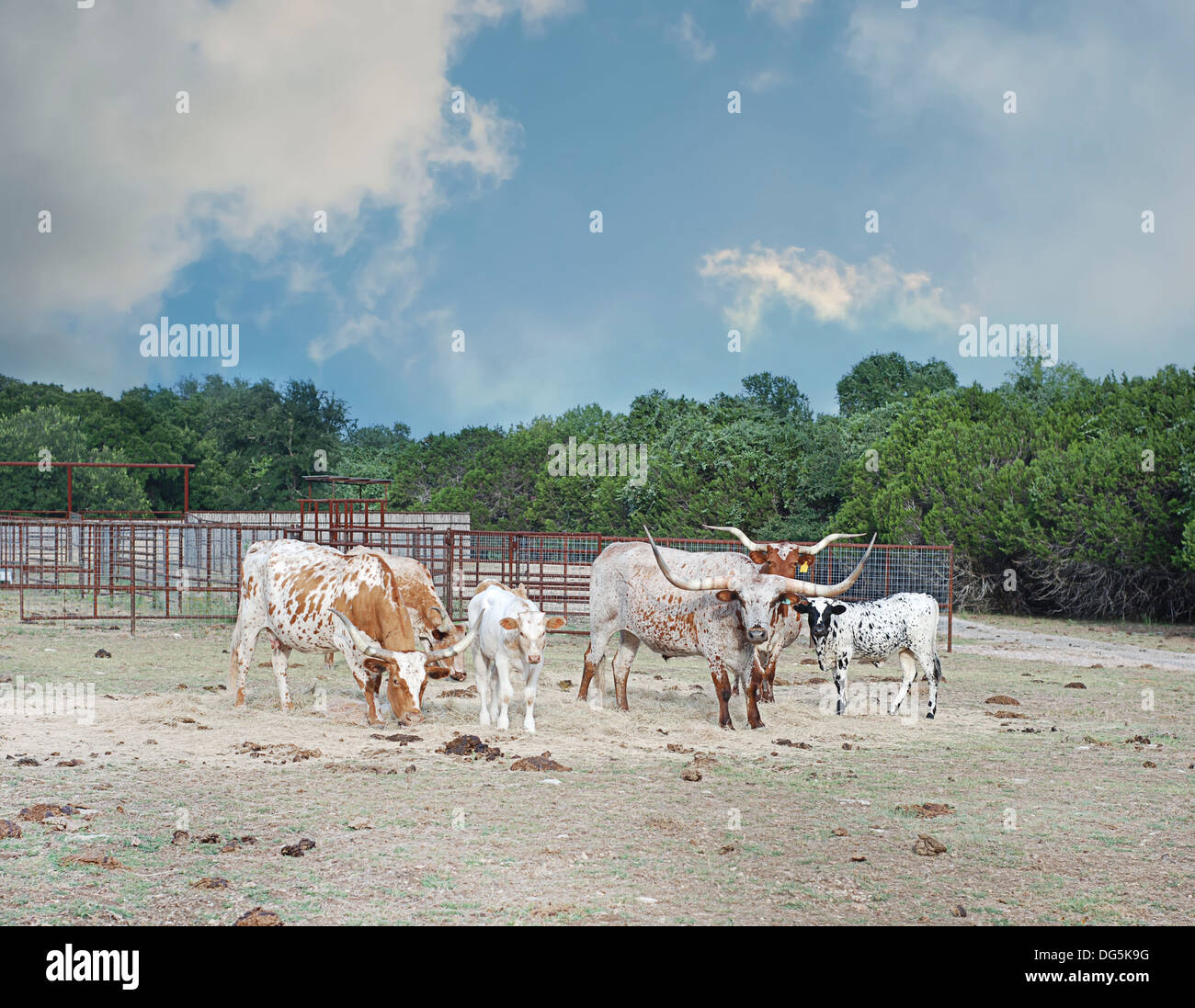 Texas Longhorn Cattle Stock Photo - Alamy
