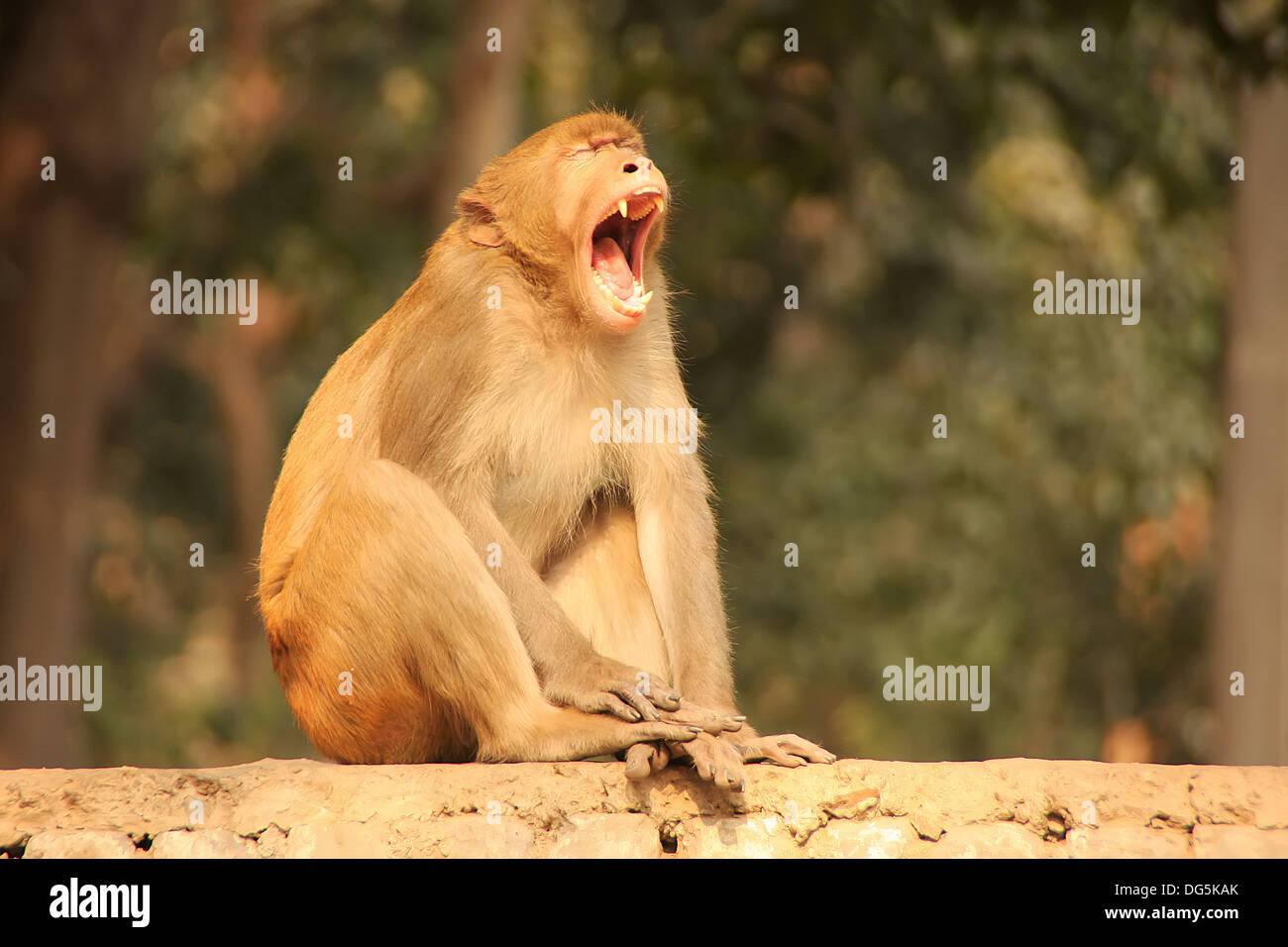 Rhesus Macaque yawning, New Delhi, India Stock Photo - Alamy