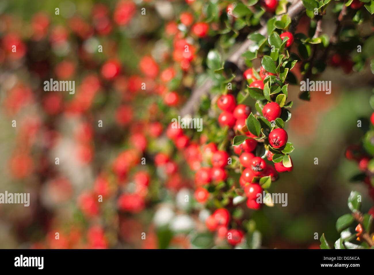 Abundant line lines of red berries cottoneaster shrub a great food ...
