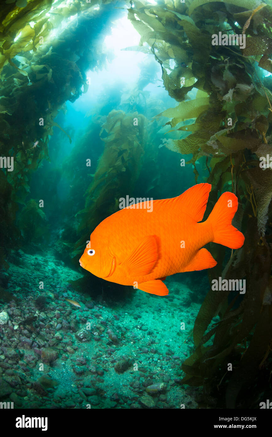 Catalina island hi-res stock photography and images - Alamy
