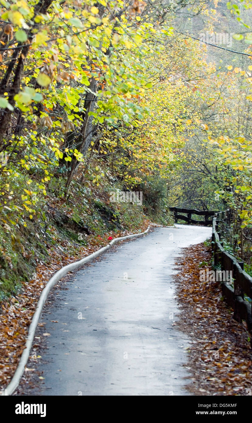 Sinuous leaf hi-res stock photography and images - Alamy